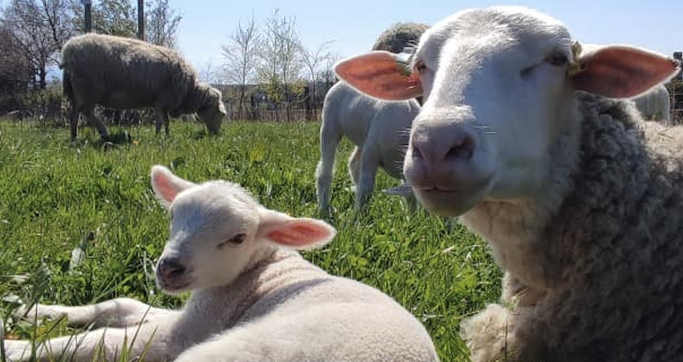 Can you help Lucky Ewe? - Cupar Now